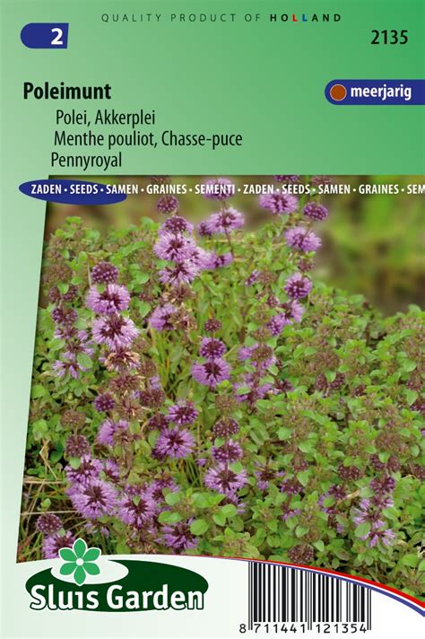 Buy Pennyroyal Mint Mentha Pulegium Order Seeds Online At