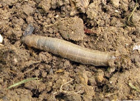 Les Insectes Nuisibles Au Jardin Jardins Roi Soleil