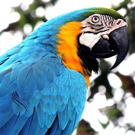 What Are The Best Parrot Cages For Sale