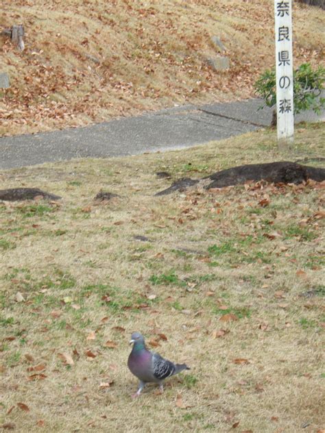 生物部活動報告 on Twitter おはよう奈良県の森にドバト