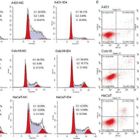 Cell Proliferation Cell Cycle And Apoptosis Analysis Of Download