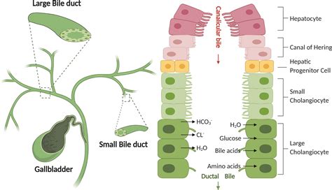 Tissue Engineered Bile Ducts For Disease Modeling And Therapy Tissue