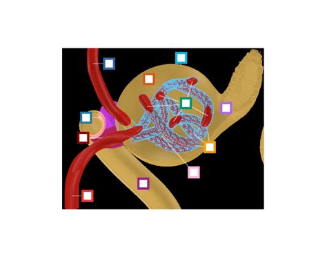 Glomerular Structure Quiz