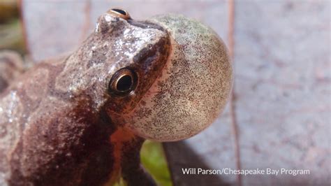 Spring Peeper Tadpoles