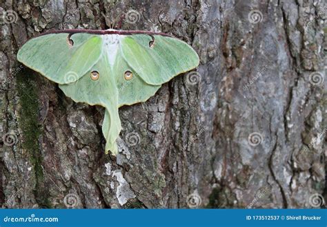 Closeup Of A Beautiful Luna Moth On Tree Bark Stock Image Image Of