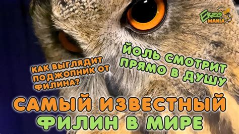 САМЫЙ ИЗВЕСТНЫЙ ФИЛИН В МИРЕ - В ГОСТЯХ У YOLL - YouTube