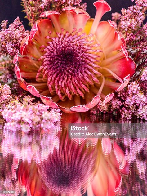 아름다운 프로테아 아이리스입니다 장미 꽃다발 핑크 헤더 0명에 대한 스톡 사진 및 기타 이미지 0명 2015년 개념 Istock