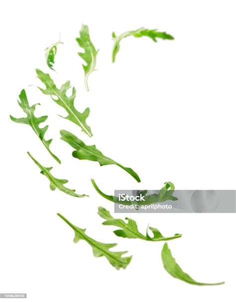 흰색 배경에 고립 된 녹색 신선한 루콜라 또는 아루굴라 잎 건강한 식생활에 대한 스톡 사진 및 기타 이미지 건강한 식생활 나뭇가지 날것 Istock