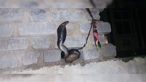 घर में घुसा 5 फीट लंबा ब्लैक कोबरा सांप परिवार के उड़े होश देखें