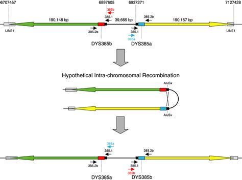 Schematic Structure Of The Inverted Repeat Containing The Y Chromosomal Schematic Structure Of The Inverted Repeat Containing The Y Chromosomal