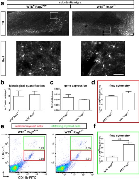 increased presence of infiltrating myeloid cells in brains of wts rag2