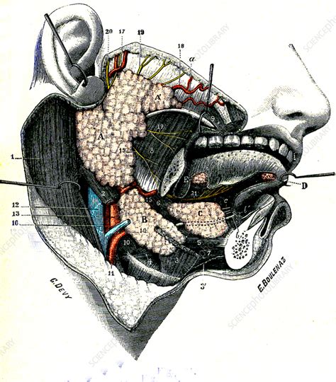 Salivary Glands Illustration Stock Image C0597696 Science Photo