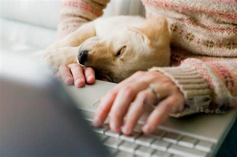 Hibernate Windows Windows