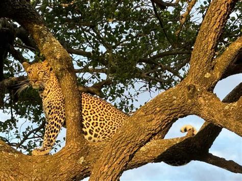 케냐 나이로비 국립공원 기린 센터 And 보마스 Getyourguide