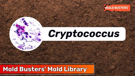 What Is Cryptococcus Mold Library Youtube