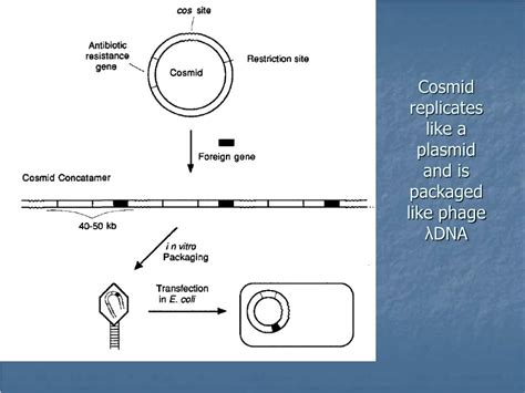 Ppt Cloning Vectors Powerpoint Presentation Free Download Id 2240868