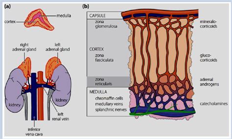 Steroids Of The Adrenal Cortex Physiology Test And Flashcards Steroids Of The Adrenal Cortex Physiology Test And Flashcards