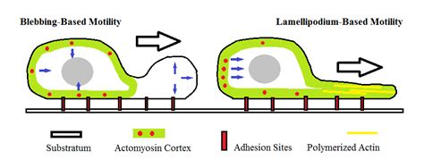 Endoderm Biology Simple