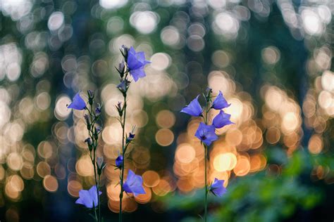 Июньский вечер Helios 44m 7 Alexey Androsov Flickr