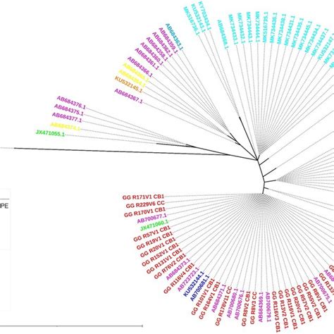 maximum likelihood phylogenetic unrooted tree based on cytochrome b