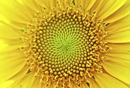 Understanding The Fibonacci Number Sequence LoveToKnow