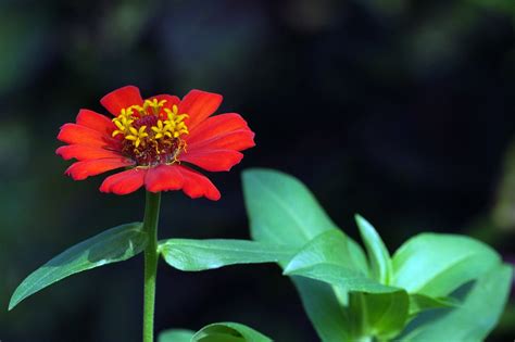 Zinnia Fleur Plantes Photo Gratuite Sur Pixabay Pixabay