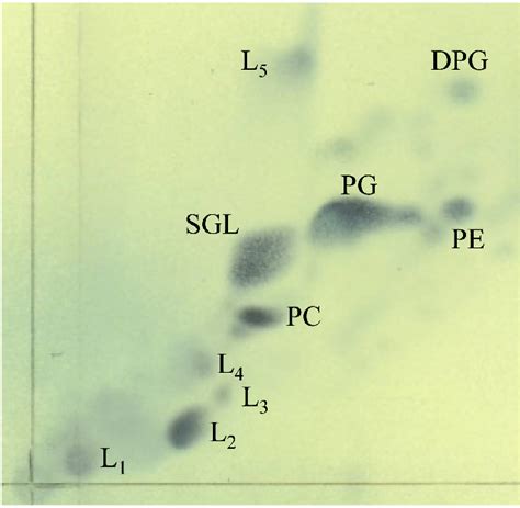 Two Dimensional Thin Layer Chromatography Of Polar Lipids Of Strain