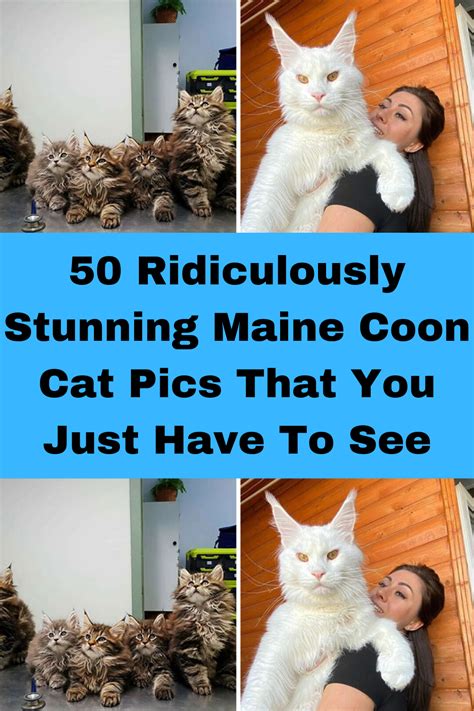 50 Ridiculously Stunning Maine Coon Cat Pics That You Just Have To See Artofit