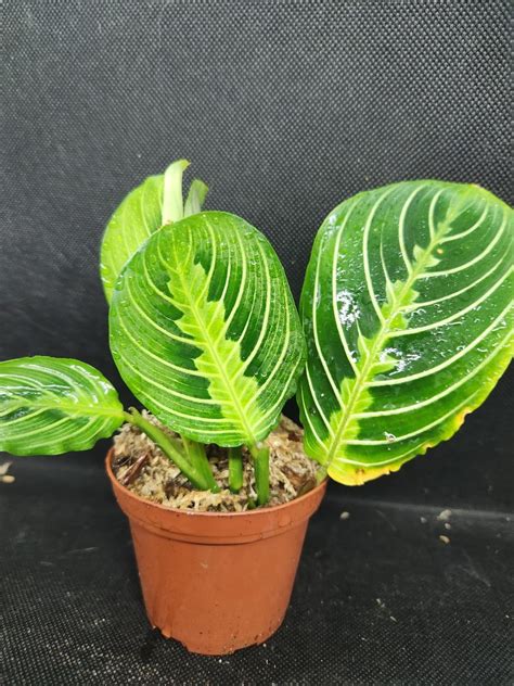 Arc Maranta lemon lime マランタ レモンライム カット苗 熱帯植物 クズウコン その他 売買された