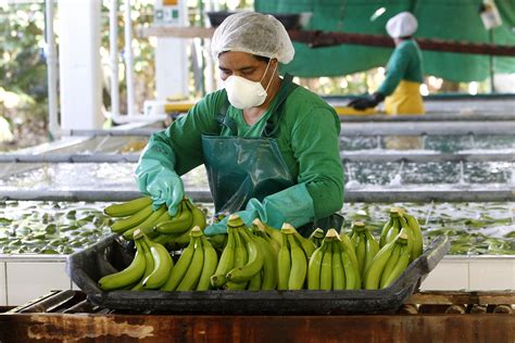 Productores Y Exportadores Bananeros Acordaron En 6 50 El Precio De