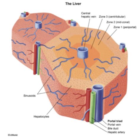 Liver Flashcards Quizlet