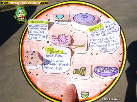 Plant And Animal Cell Foldables Mrs Gs Classroom