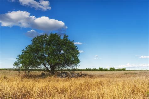 Free Images Tree Nature Horizon Marsh Field Meadow Prairie