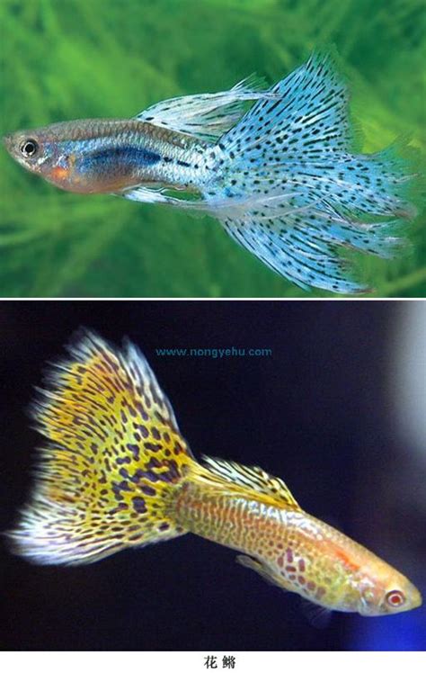 花鳉鱼原神 花鳉鱼 伤感说说吧