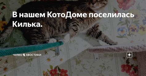 В нашем КотоДоме поселилась Килька Чулко🐈Хвостики Дзен