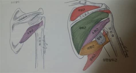 오늘의 해부학스터디 소원근 네이버 블로그