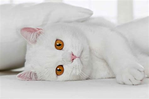 Fip Feline Infectious Peritonitis Death Sentence Veterinarian