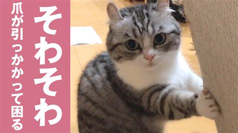 どうしよう爪がひっかかって困っちゃう猫 ねこちゃんホンポ Tv Yahoo Japan