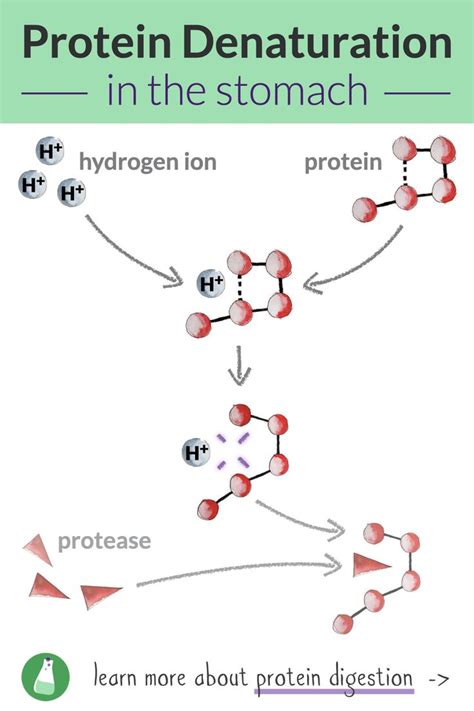 Protein Denaturation Diagram In The Stomach Acidic Gastric Juice