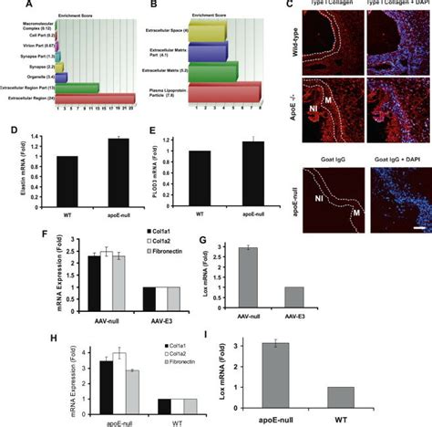 Apoe Reduces Matrix And Lox Expression In Vivo Related To Figure 1