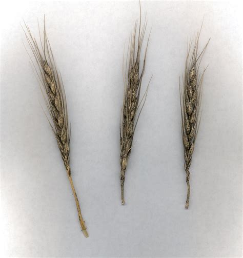 Cereal Crop Issues Of 2023 Manitoba Crop Alliance