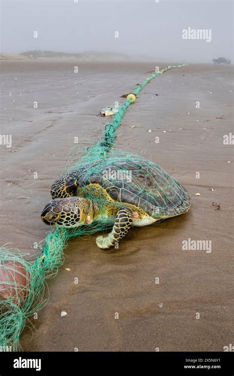 Usa Texas Cameron County Boca Chica Beach Gulf Of Mexico Green Sea
