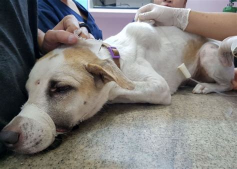 Lymphoma In Dogs Types Symptoms And Treatments Top Dog Tips