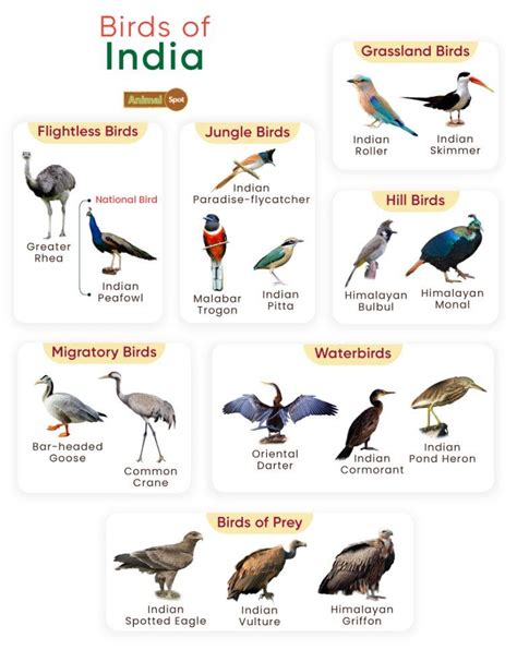 Colorful Birds Facts List Pictures And More Colorful Birds Facts List Pictures And More