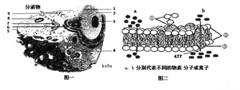 27．下图为某细胞亚显微结构模式图据图回答下列问题 1 该细胞是 细胞判断依据是 2如果该细胞是浆细胞请写出该细胞中与抗体