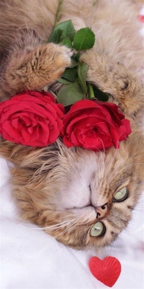 Pin By Aglae Ovalle Valadez On Mis Pines Guardados Cat Flowers