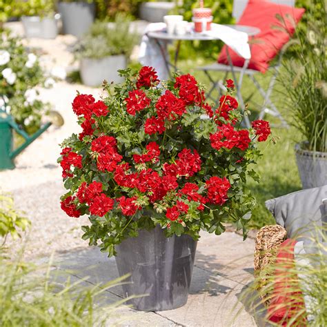 Buy Geranium Sunflair Collection At Uk