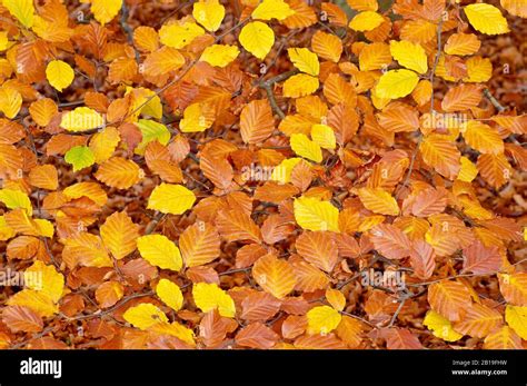 Beech Fagus Sylvatica Close Up Of Several Branches Of Leaves In