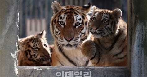포토 어미와 함께 첫 나들이 나오는 새끼 호랑이 해랑·파랑·사랑