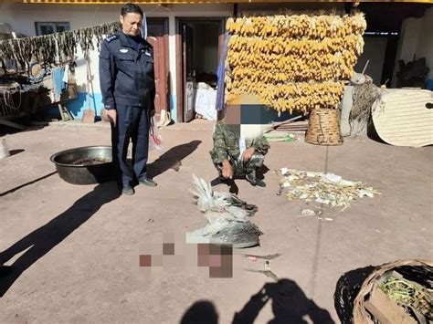 全球只剩17萬隻的「高原神鳥」黑頸鶴 被四川人煮來吃 中國即時 中國 世界新聞網